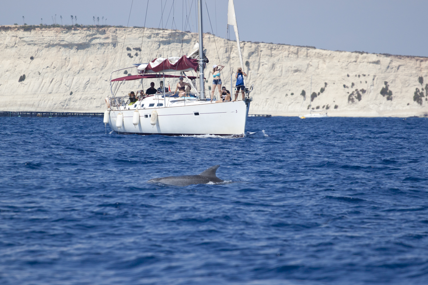 Marine Life Spotting with EcoMarine Malta